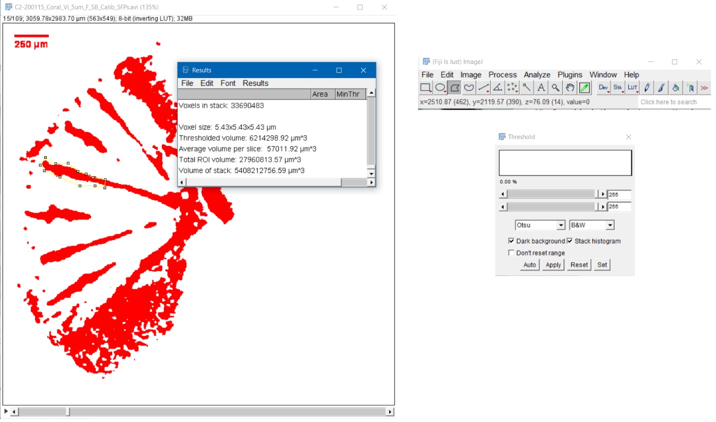Measure 3D thickness of coral skeleton with Fiji (ImageJ) – F. Scucchia ...
